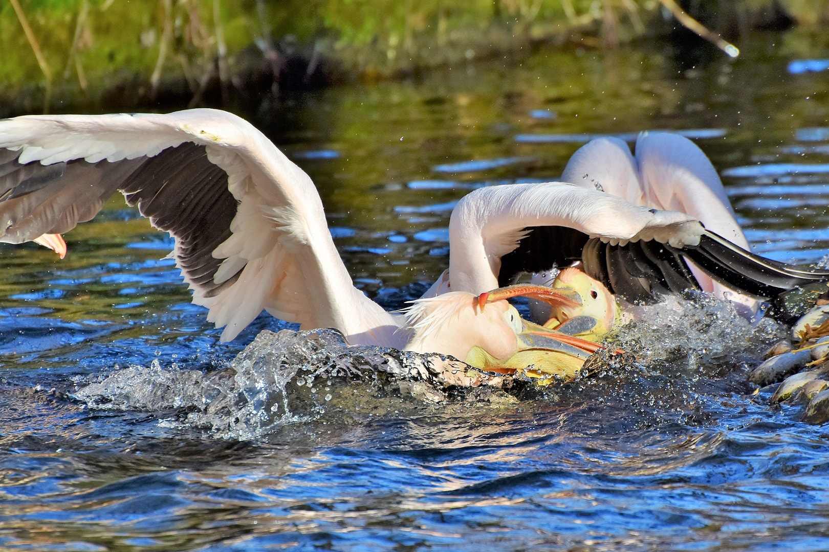 Kuala Lumpur Bird Park – Asia Largest Bird Park