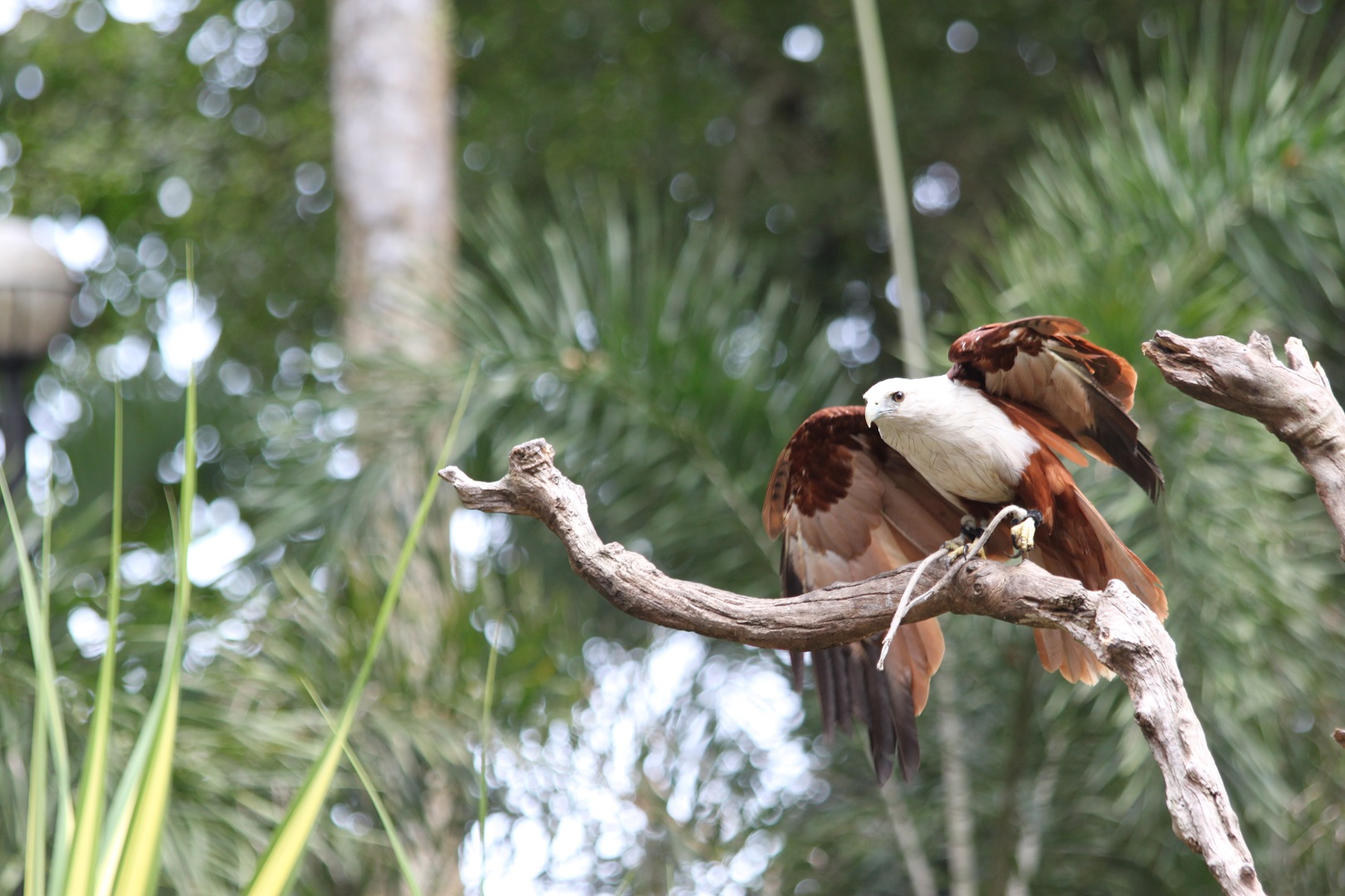 Kuala Lumpur Bird Park – Asia Largest Bird Park