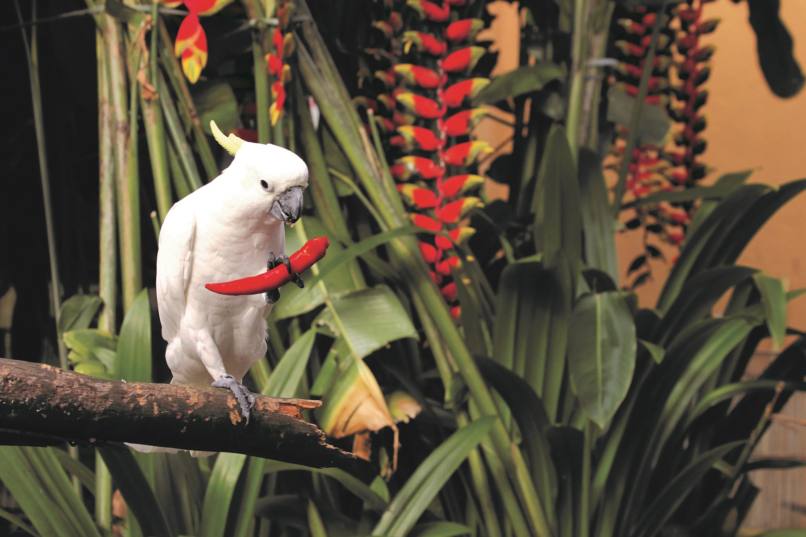 Kuala Lumpur Bird Park – Asia Largest Bird Park